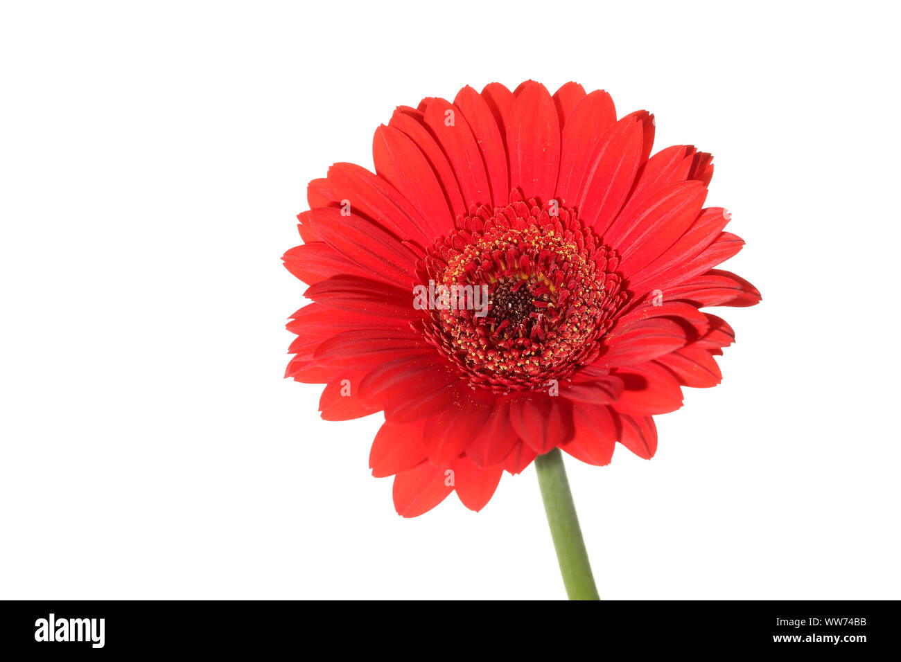 Single open flower head of a red gerbera photographed against a pure ...
