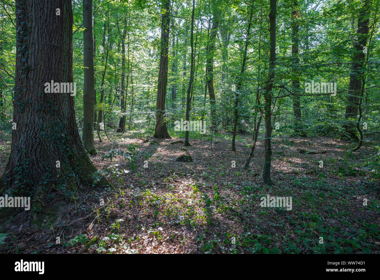 View into a summer forest with foliage covered ground. Wide angle Stock ...