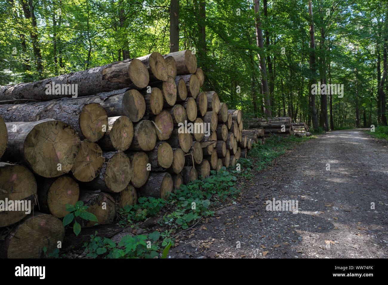 Tree trunks stacked ready hi-res stock photography and images - Alamy