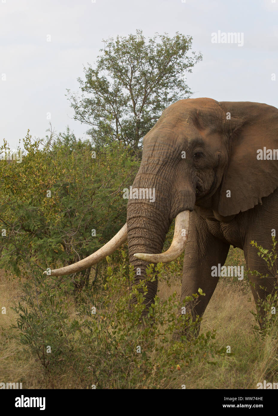 Long tusked bull elephant Stock Photo - Alamy