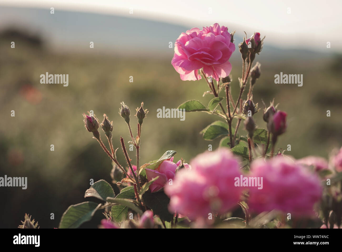 Queen mary rose garden hi-res stock photography and images - Alamy