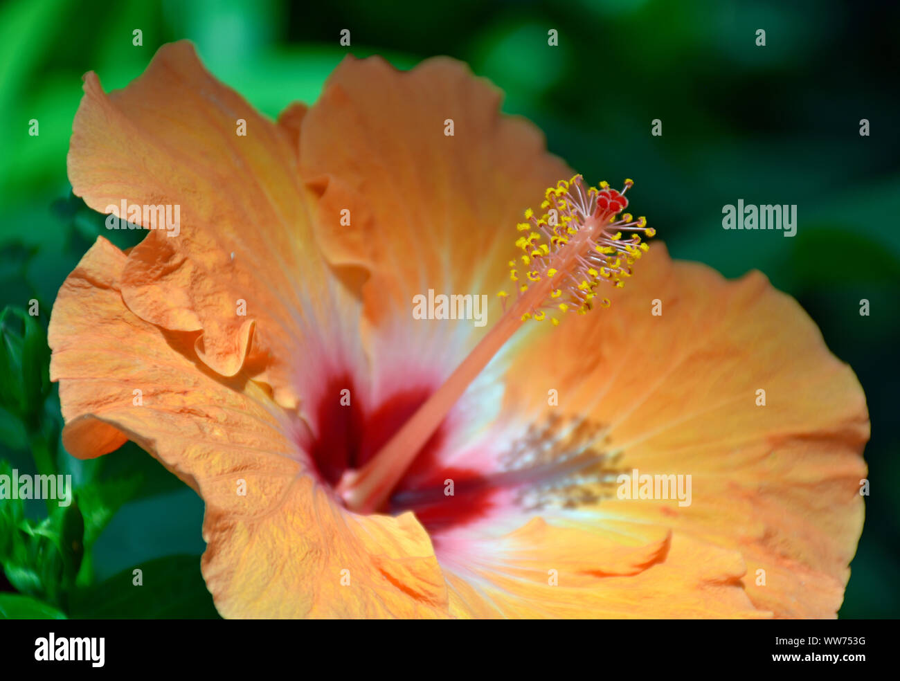 Hibiscus Flower Images All About Hibiscus Flowers