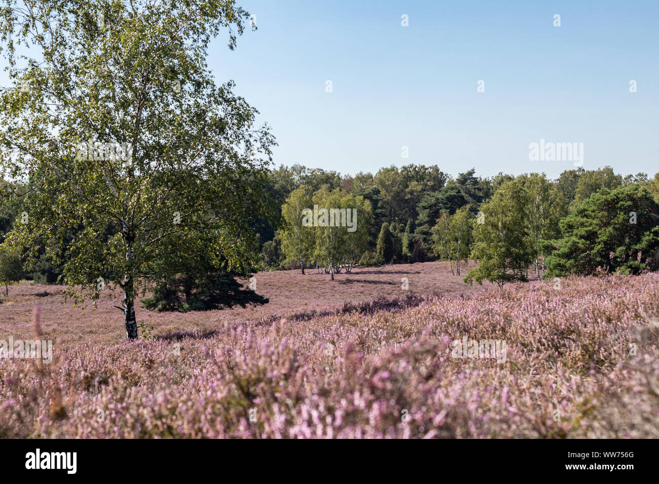 Heather blooming season hi-res stock photography and images - Alamy
