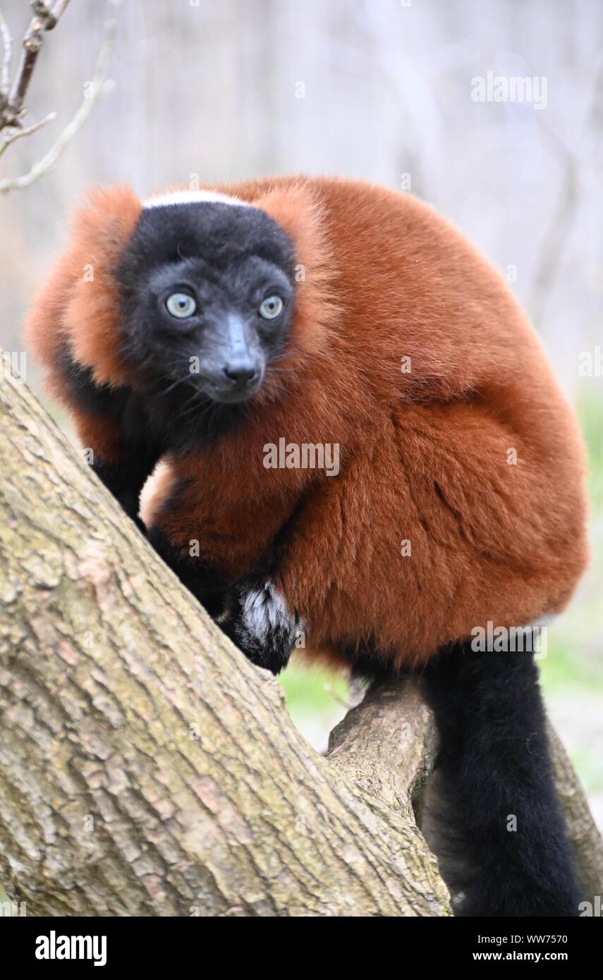 Red ruffed lemur hi-res stock photography and images - Alamy