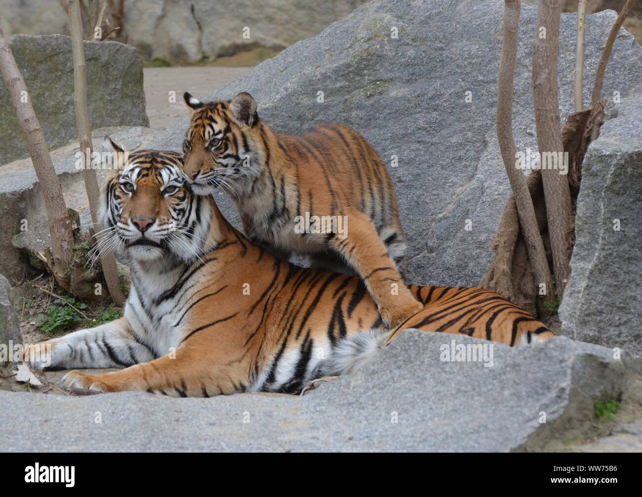 Baby tigers hi-res stock photography and images - Alamy