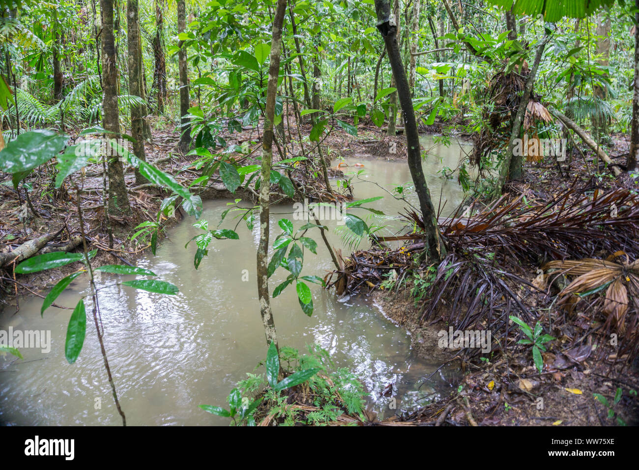 Dense australian jungle hi-res stock photography and images - Alamy