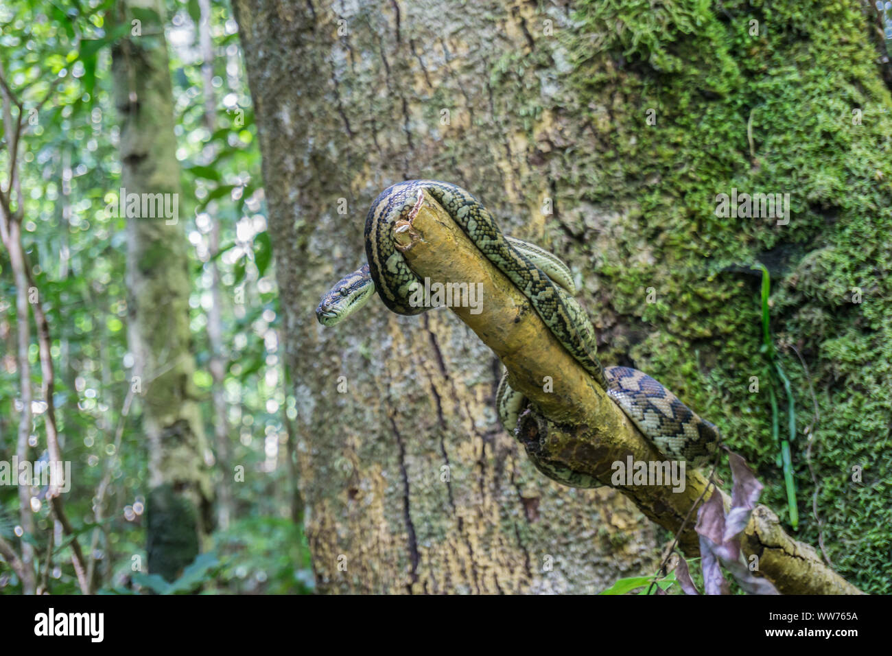 Green snake australia hi-res stock photography and images - Alamy