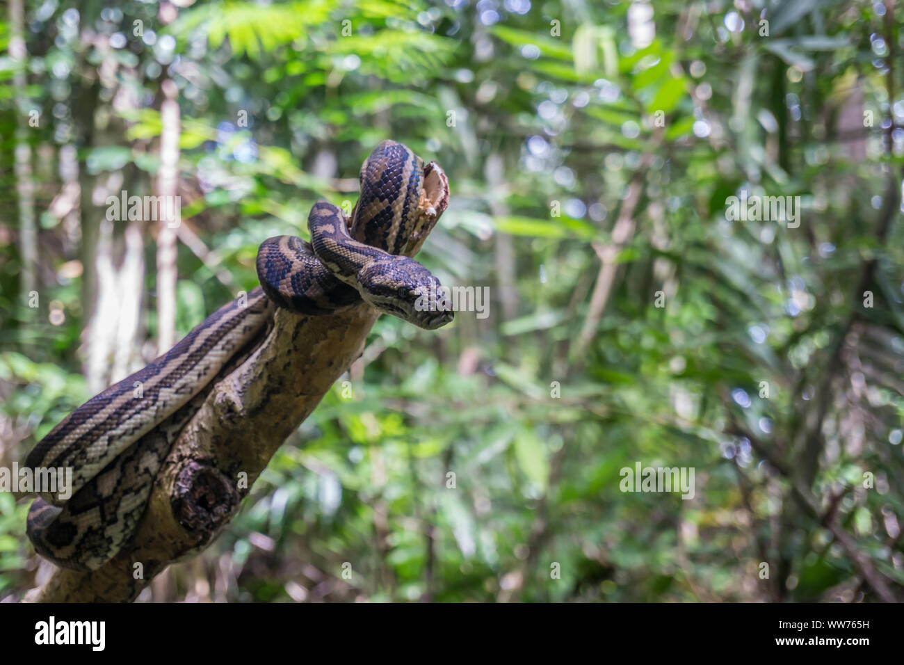 Jungle snake hi-res stock photography and images - Alamy