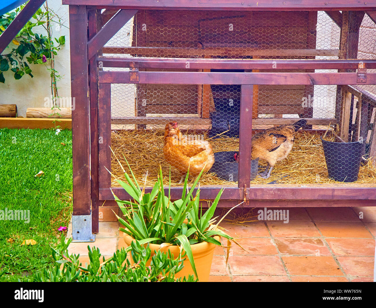 Hens eating grain in his chicken coop Stock Photo - Alamy