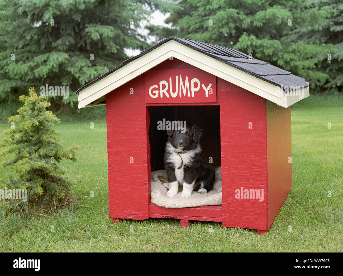 Border Collie Puppy in a Red Doghouse Stock Photo - Alamy