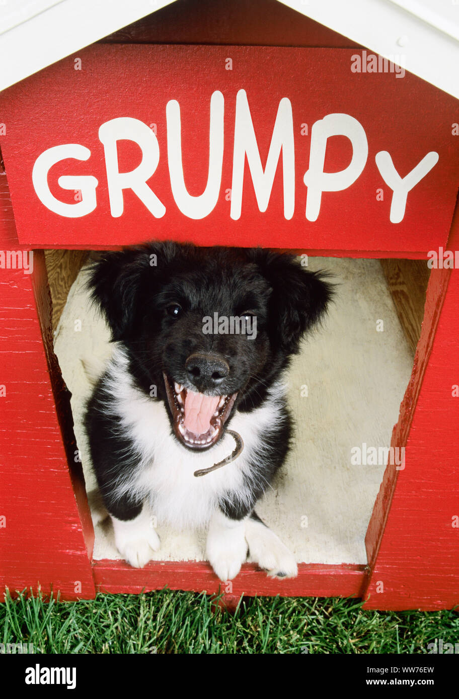 Grumpy dog hi-res stock photography and images - Alamy
