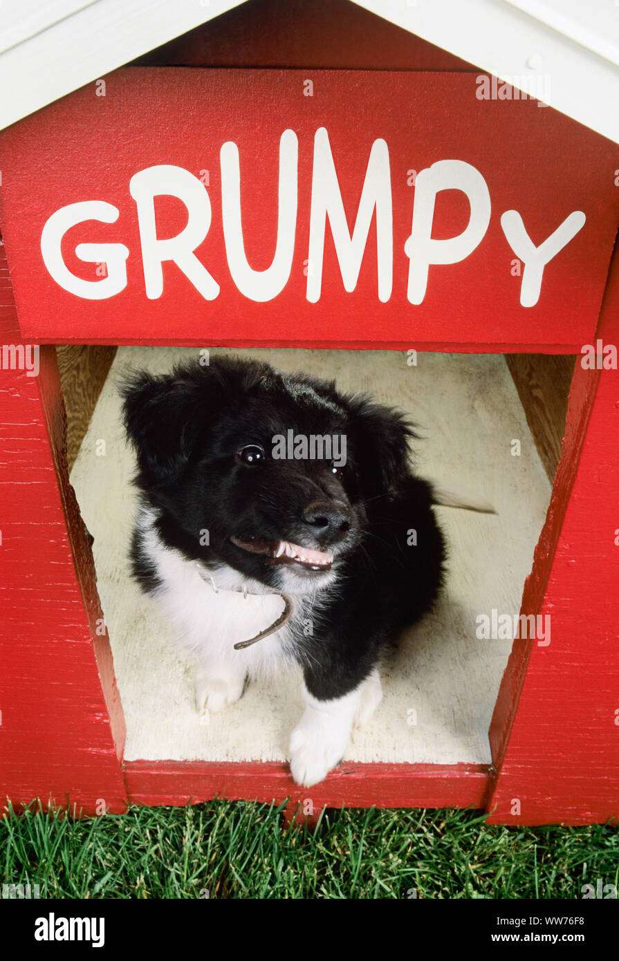 Grumpy Dog With Captions