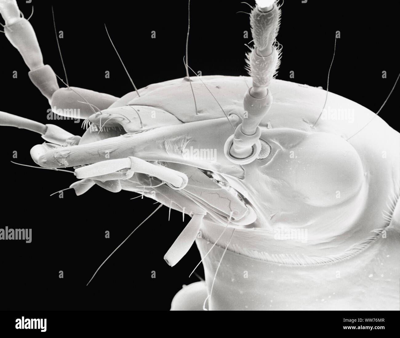 Scanning Electron Microscope image of the Head of a Ground Beetle (21 x ...