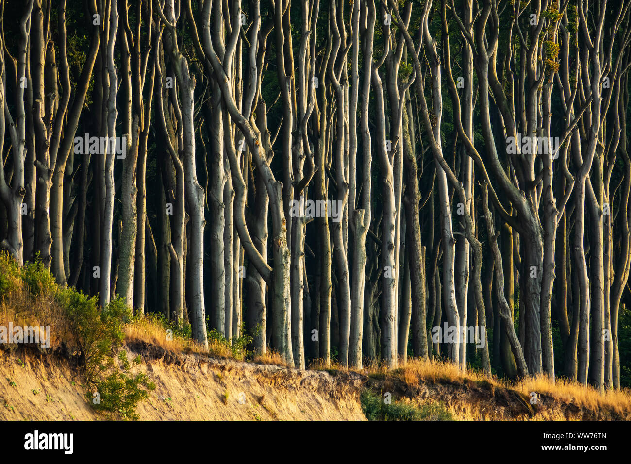 Nienhagen High Resolution Stock Photography and Images - Alamy