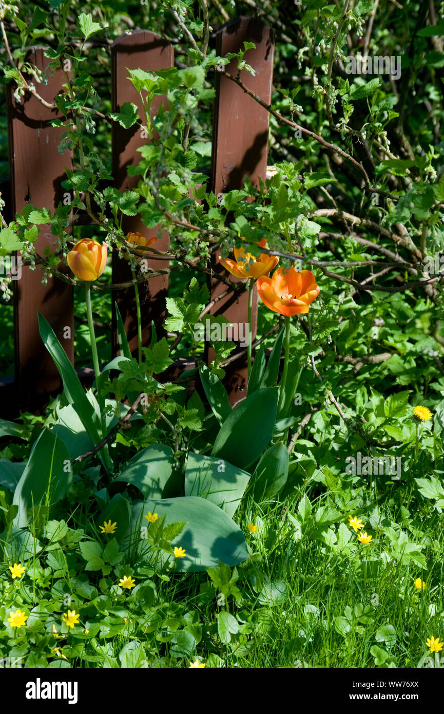 Broken tulips hi-res stock photography and images - Alamy