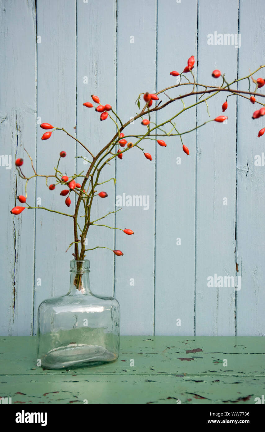 Rosehip hi-res stock photography and images - Alamy