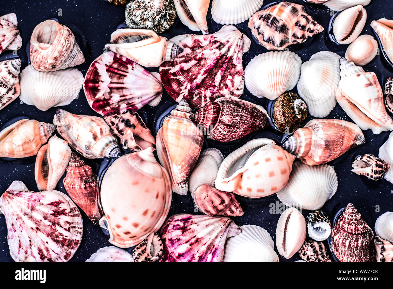 Ocean, nature texture and coastal vacation concept - Sea shell ...