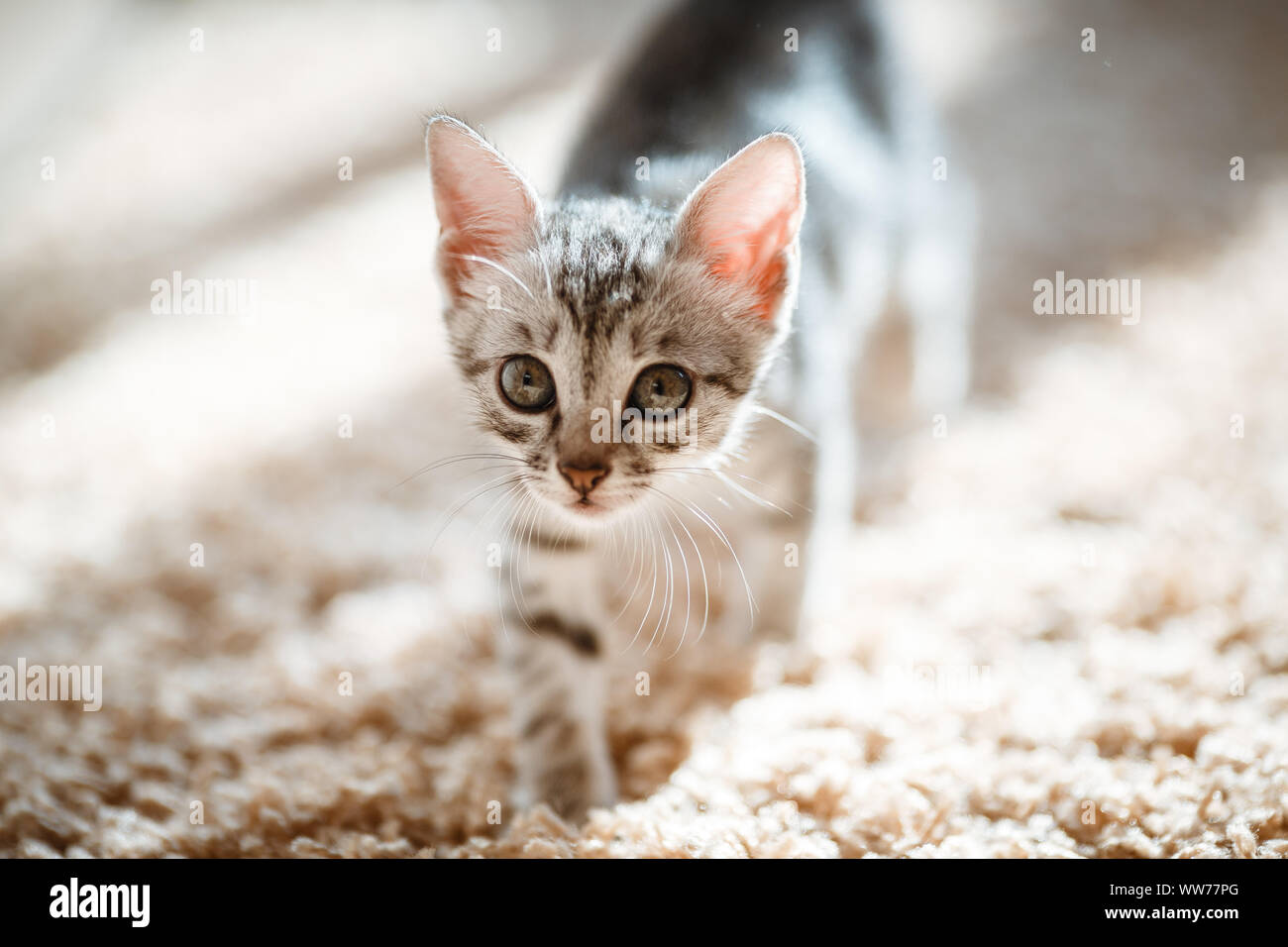 One month old and cute silver tabby of an American Shorthair kitten is ...