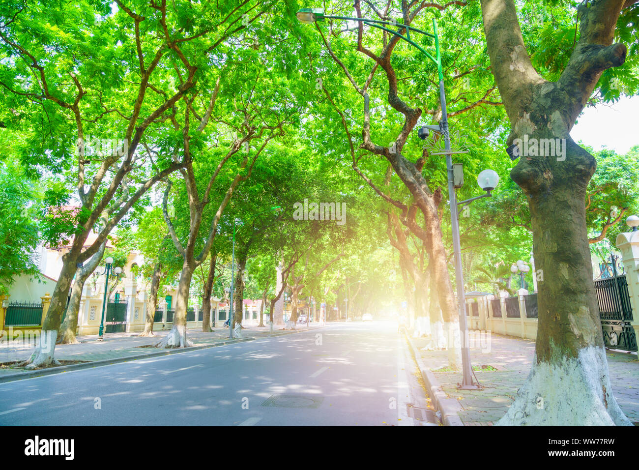New pathway, Road and beautiful trees track for running or walking and ...
