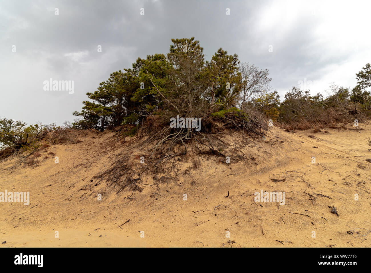 Trees and other shrubs growing from the sand dunes Stock Photo - Alamy