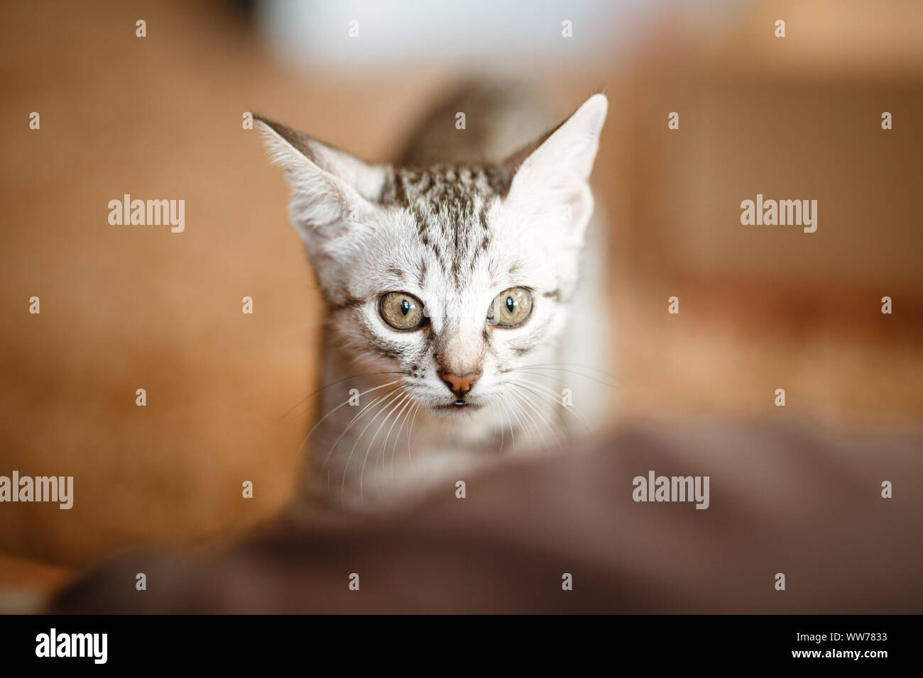 Cute grey small cat in cardboard box. Portrait of a funny kitty looking ...