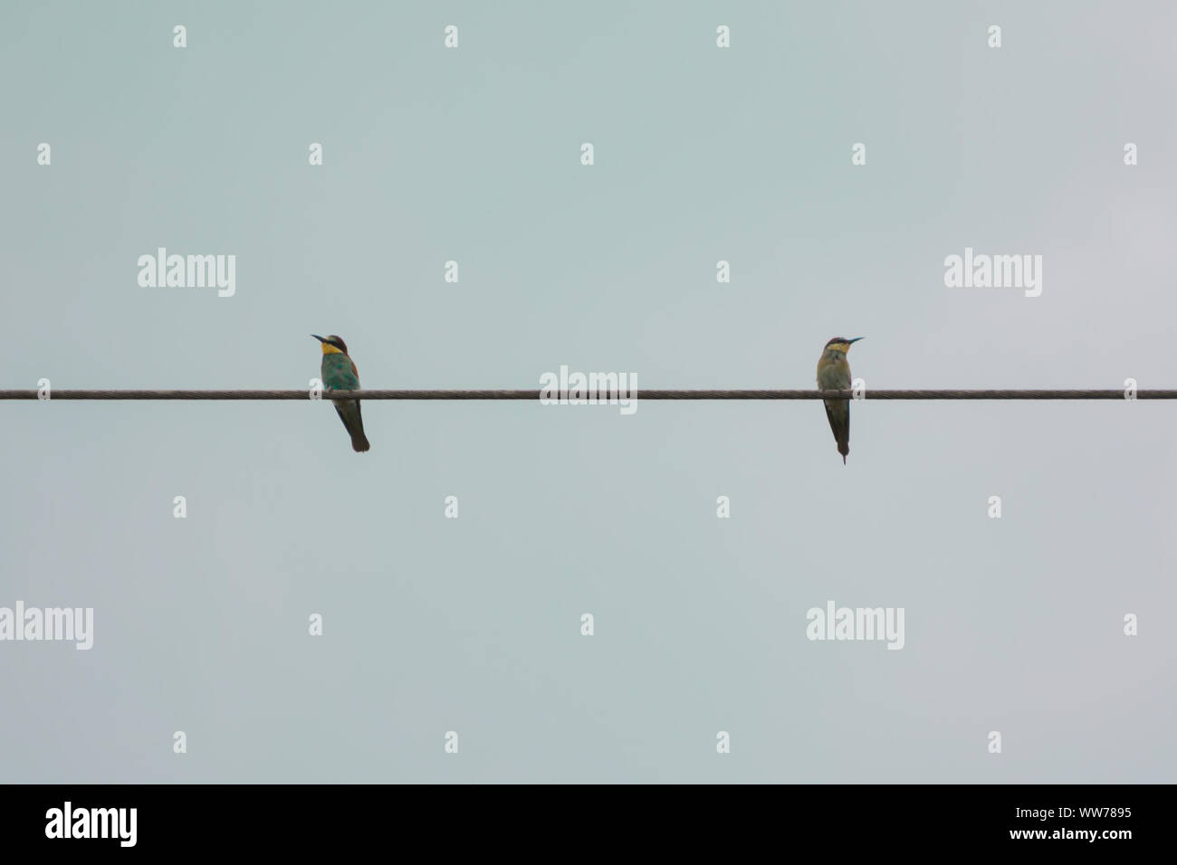 Two strands on the wire between two poles Stock Photo - Alamy