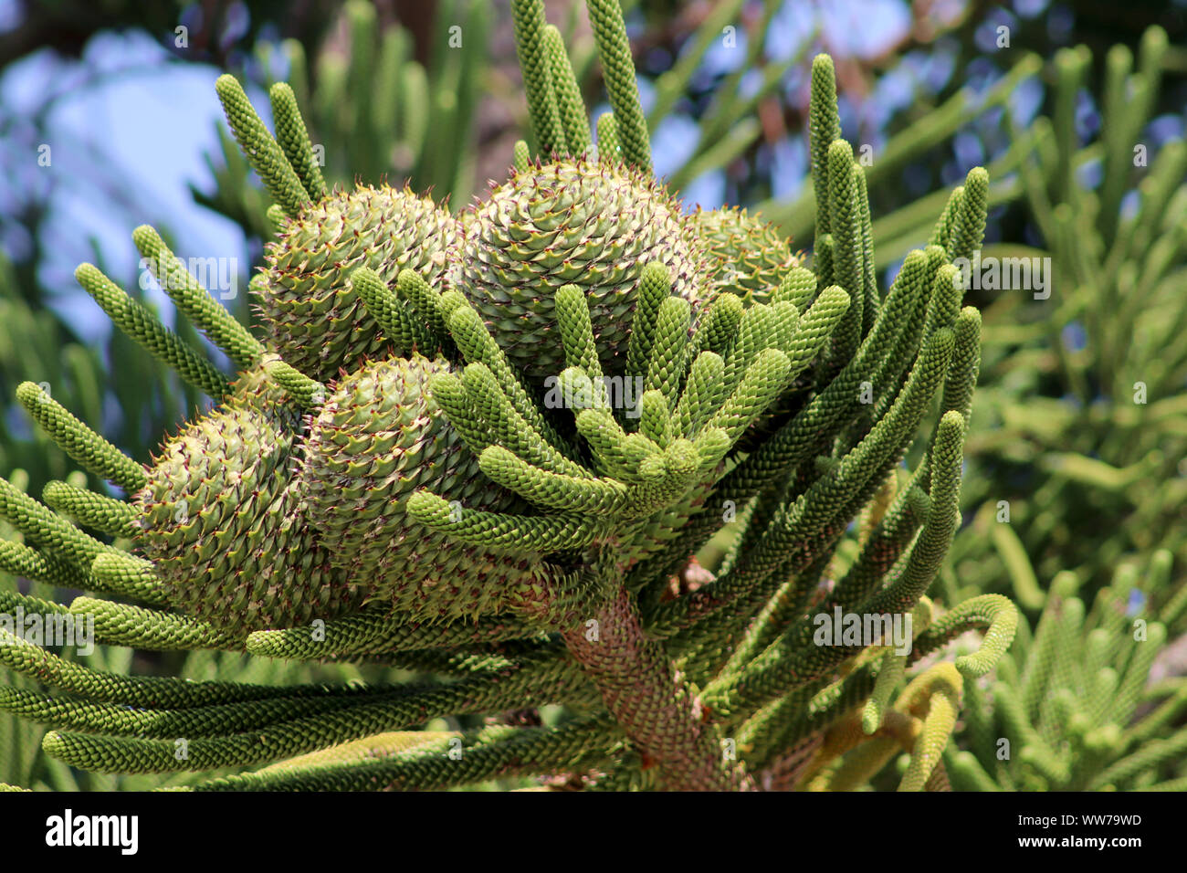Araucaria seeds hi-res stock photography and images - Alamy