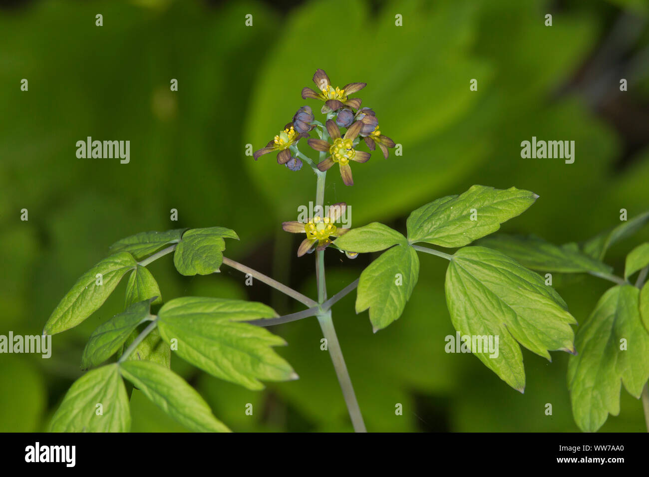 Blue Cohosh High Resolution Stock Photography and Images - Alamy