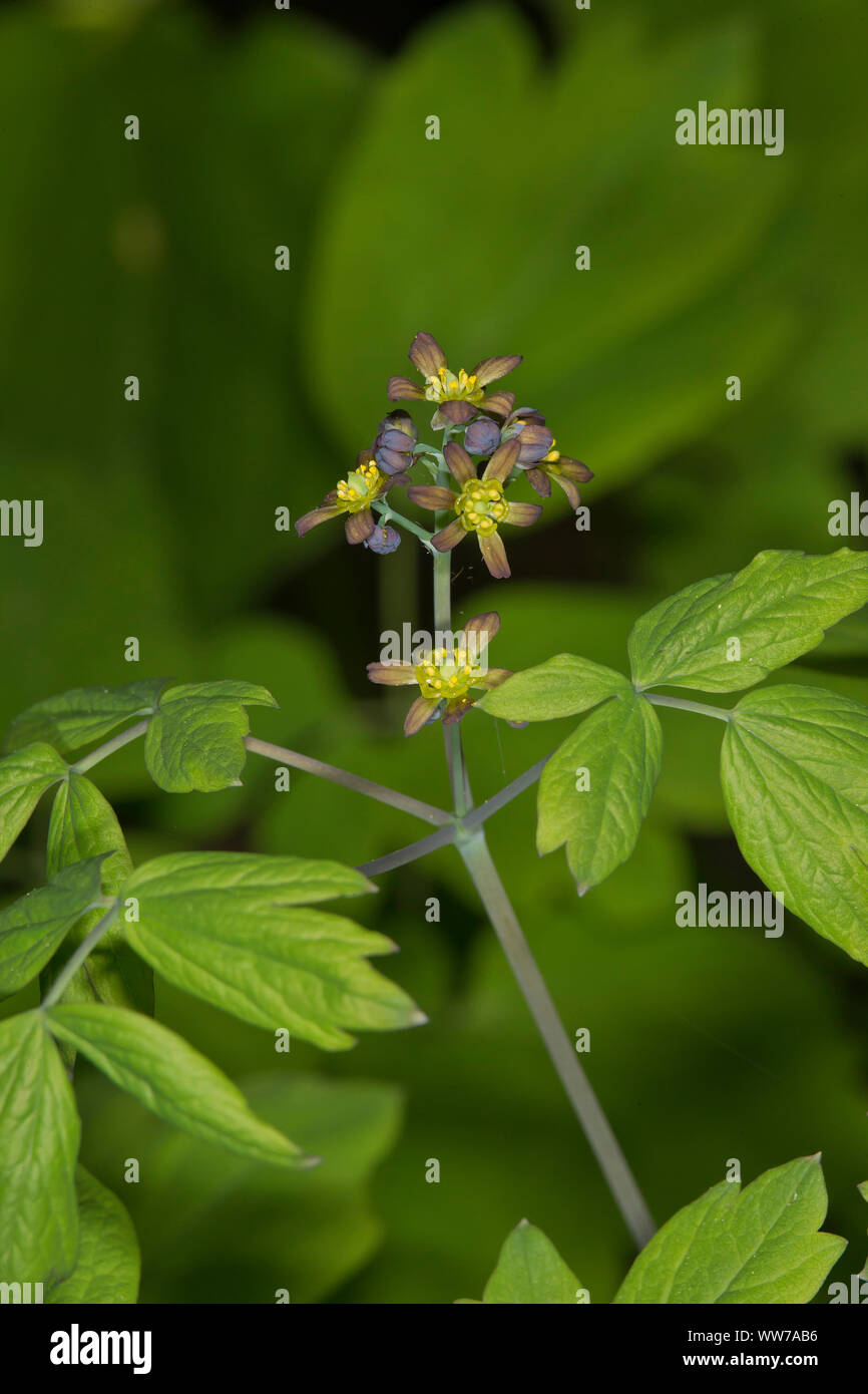 Caulophyllum Thalictroides High Resolution Stock Photography and Images ...