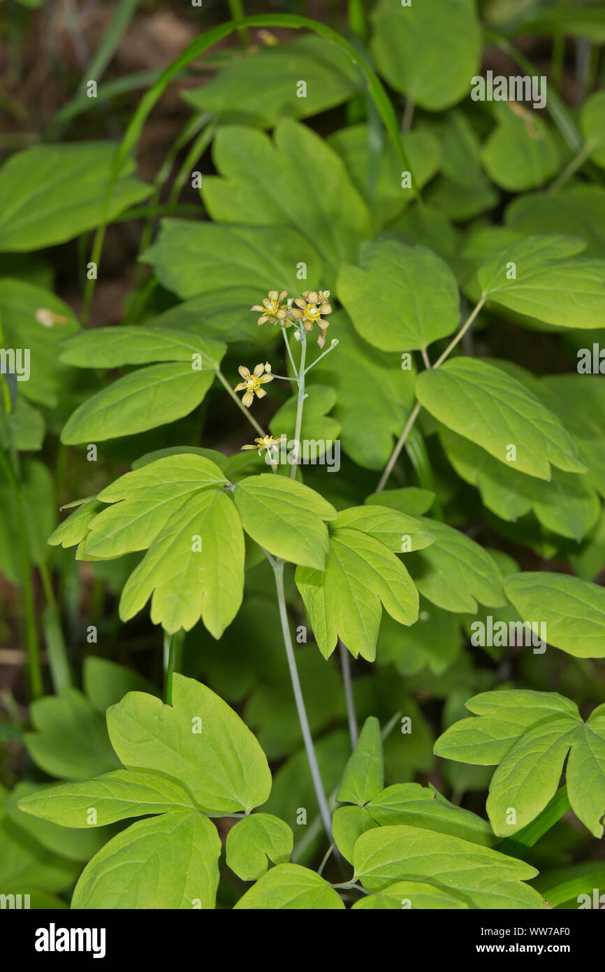 Blue Cohosh High Resolution Stock Photography and Images - Alamy