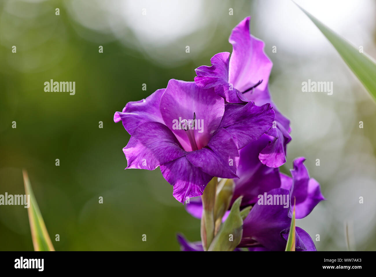 Purple gladiolus hi-res stock photography and images - Alamy