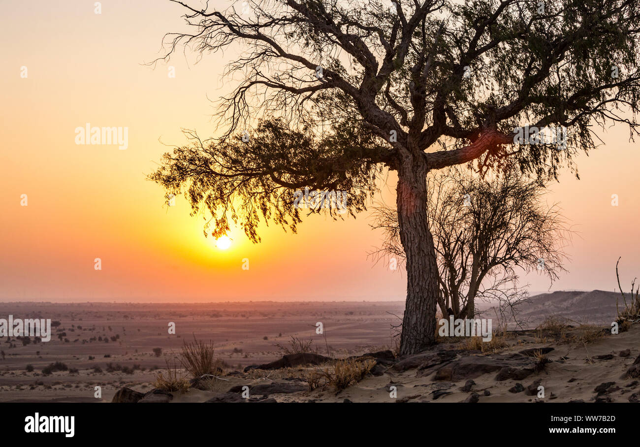 Thar desert tree hi-res stock photography and images - Alamy