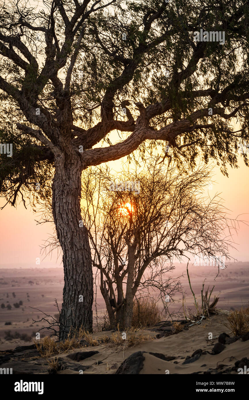 A sunrise through a tree and shrub in the Thar Desert of Rajasthan ...