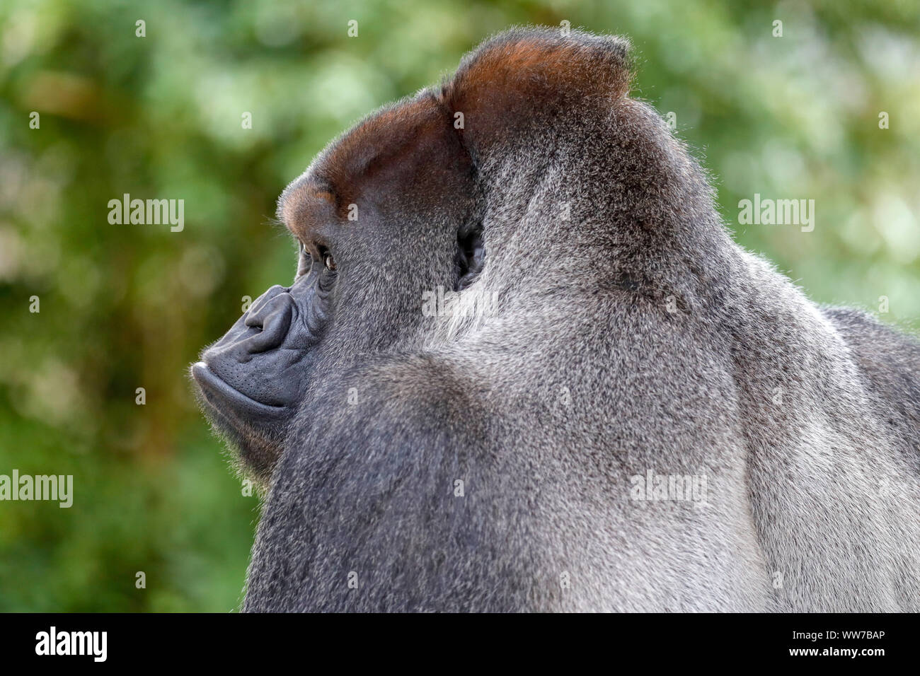 Western lowland gorilla, silverback, captive Stock Photo - Alamy