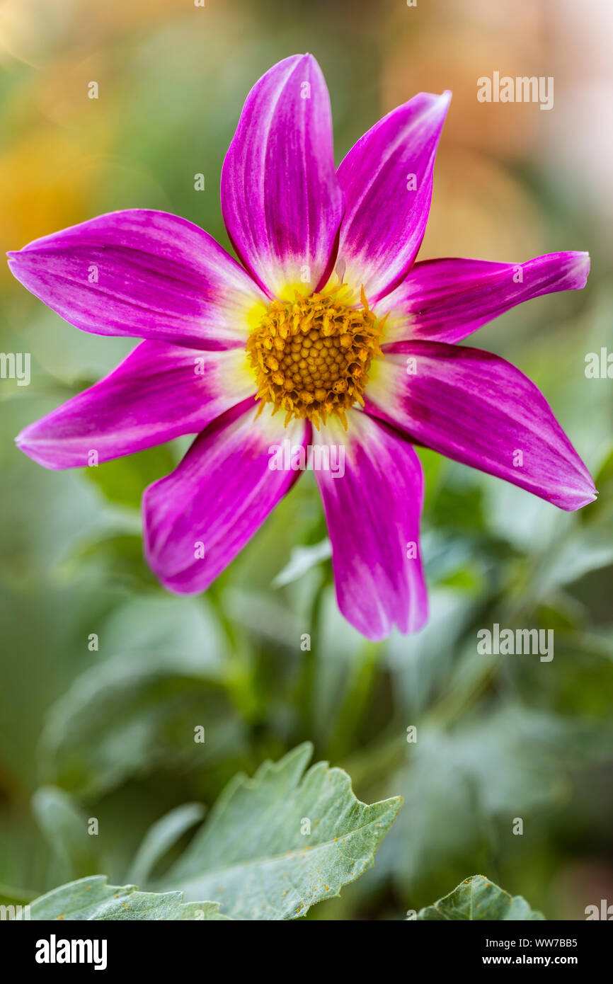 Dahlia variabilis dandy hi-res stock photography and images - Alamy