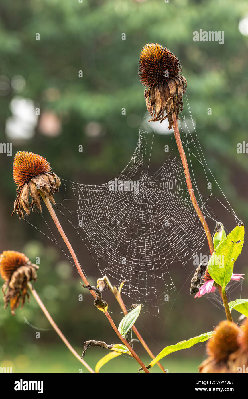 Purple coneflower, Echinacea purpurea, withered, spider web with ...