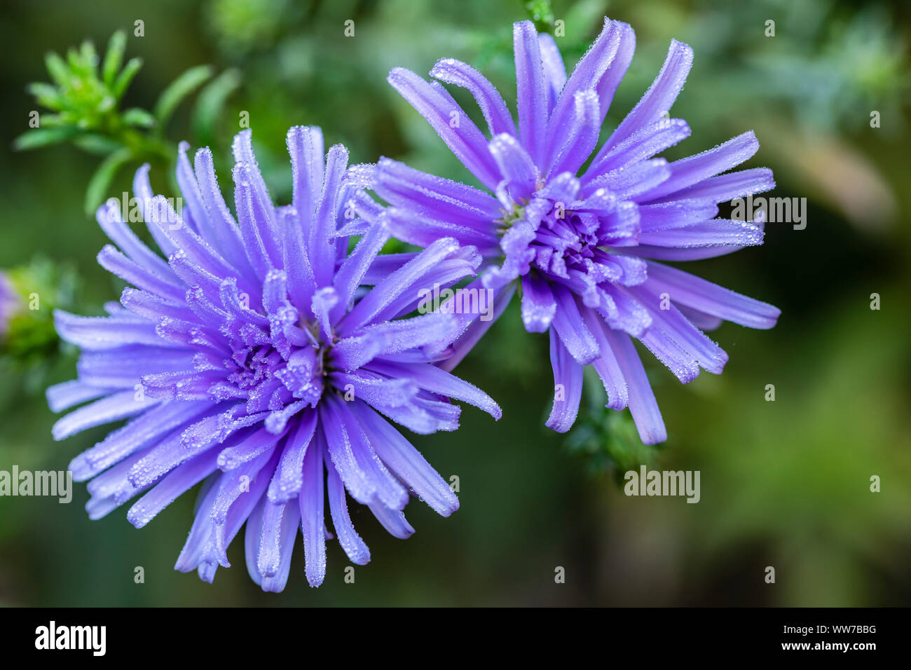 Aster close up hi-res stock photography and images - Alamy