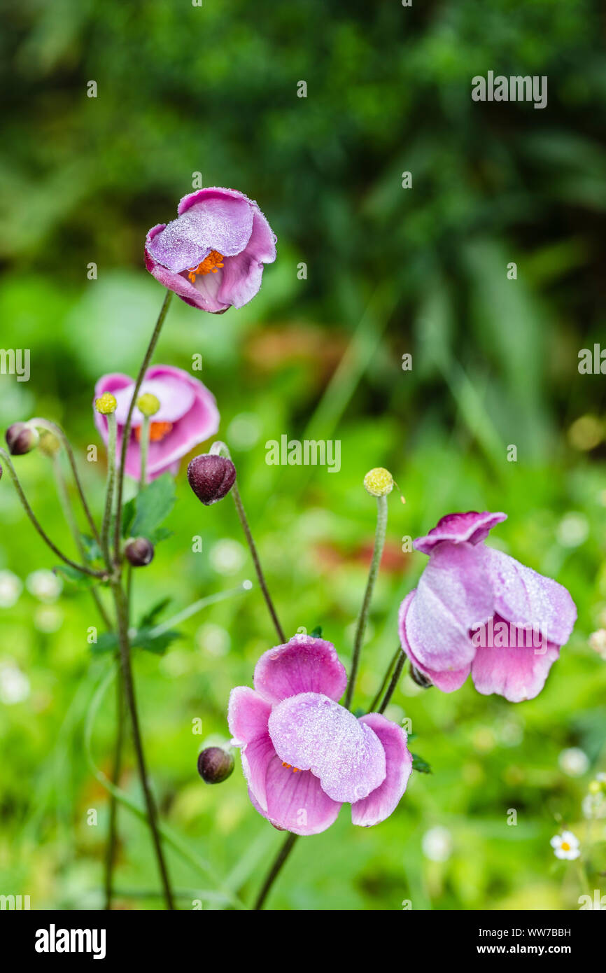 Autumn anemone (Anemone hupehensis Stock Photo - Alamy