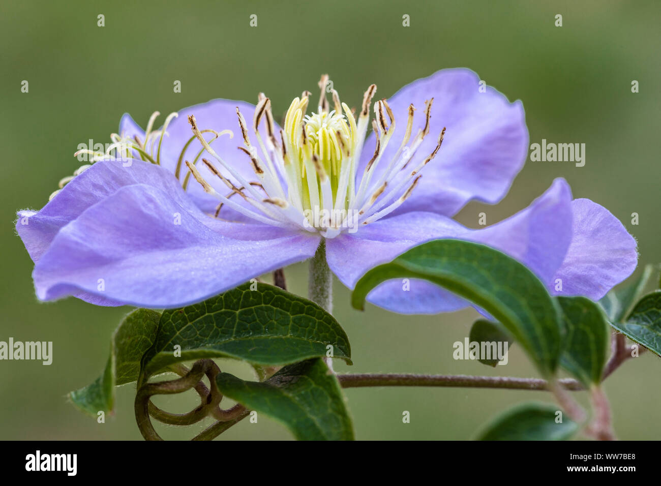 Clematis fruits hi-res stock photography and images - Alamy