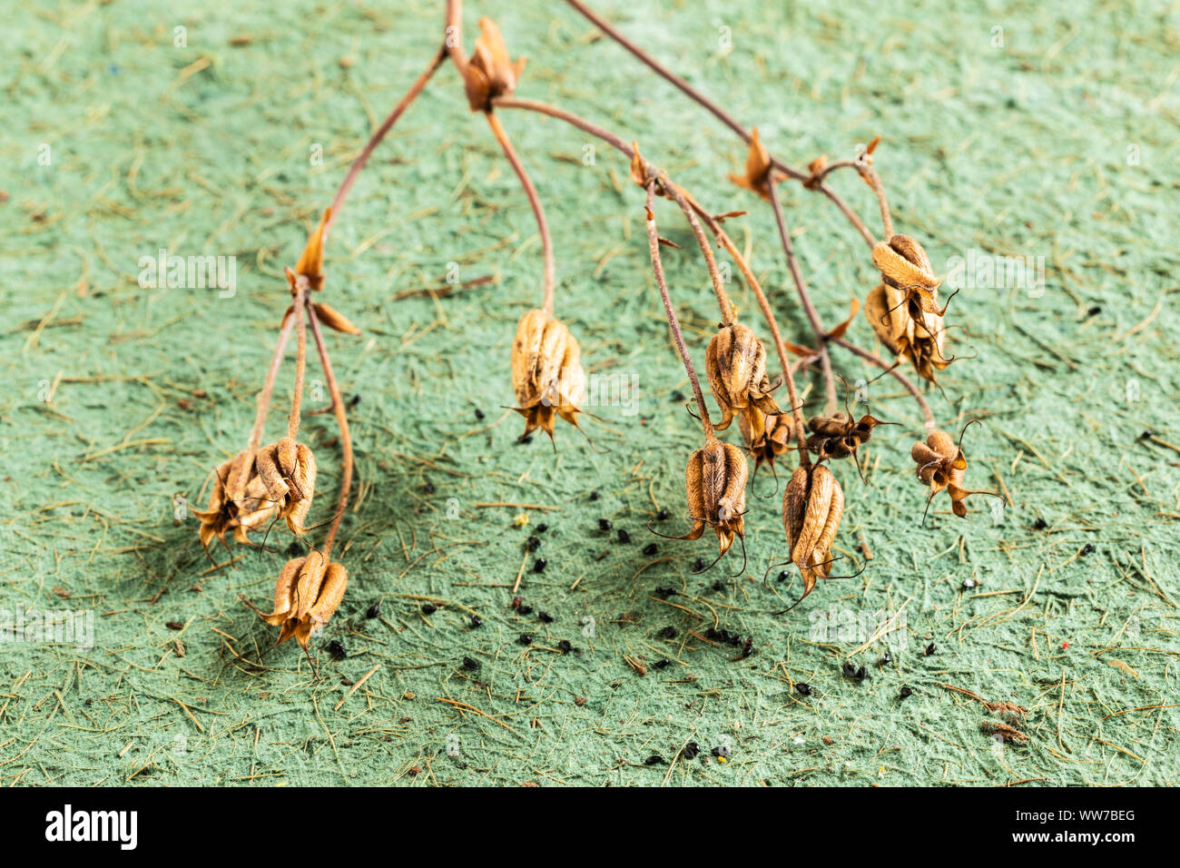 Columbine seeds hi-res stock photography and images - Alamy