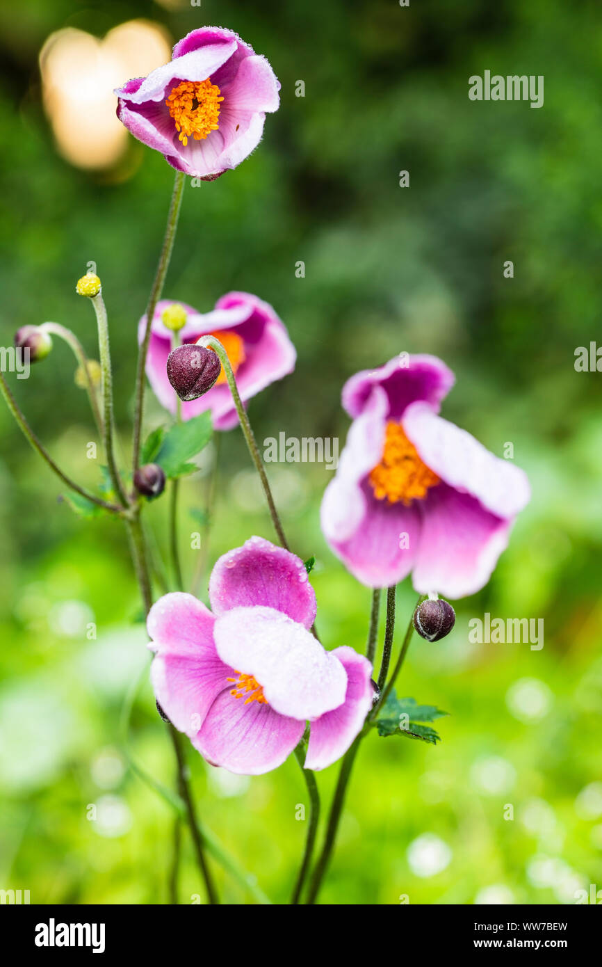 autumn anemone, anemone hupehensis Stock Photo - Alamy