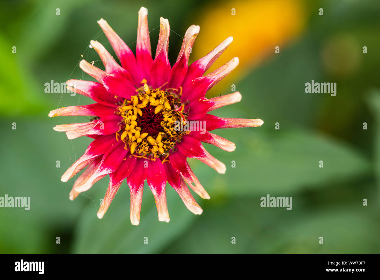 Zinnie hi-res stock photography and images - Alamy