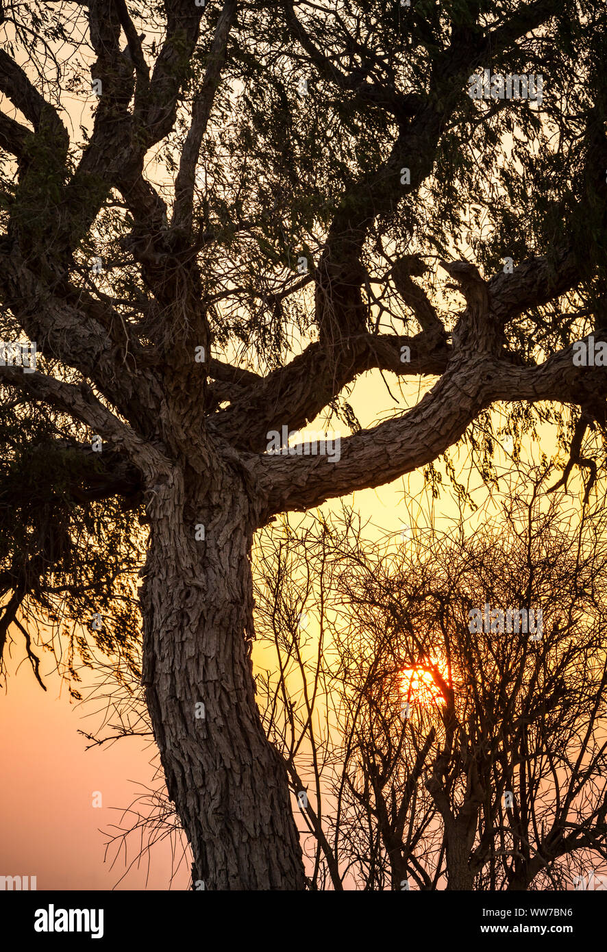 Desert tree trunks hi-res stock photography and images - Alamy