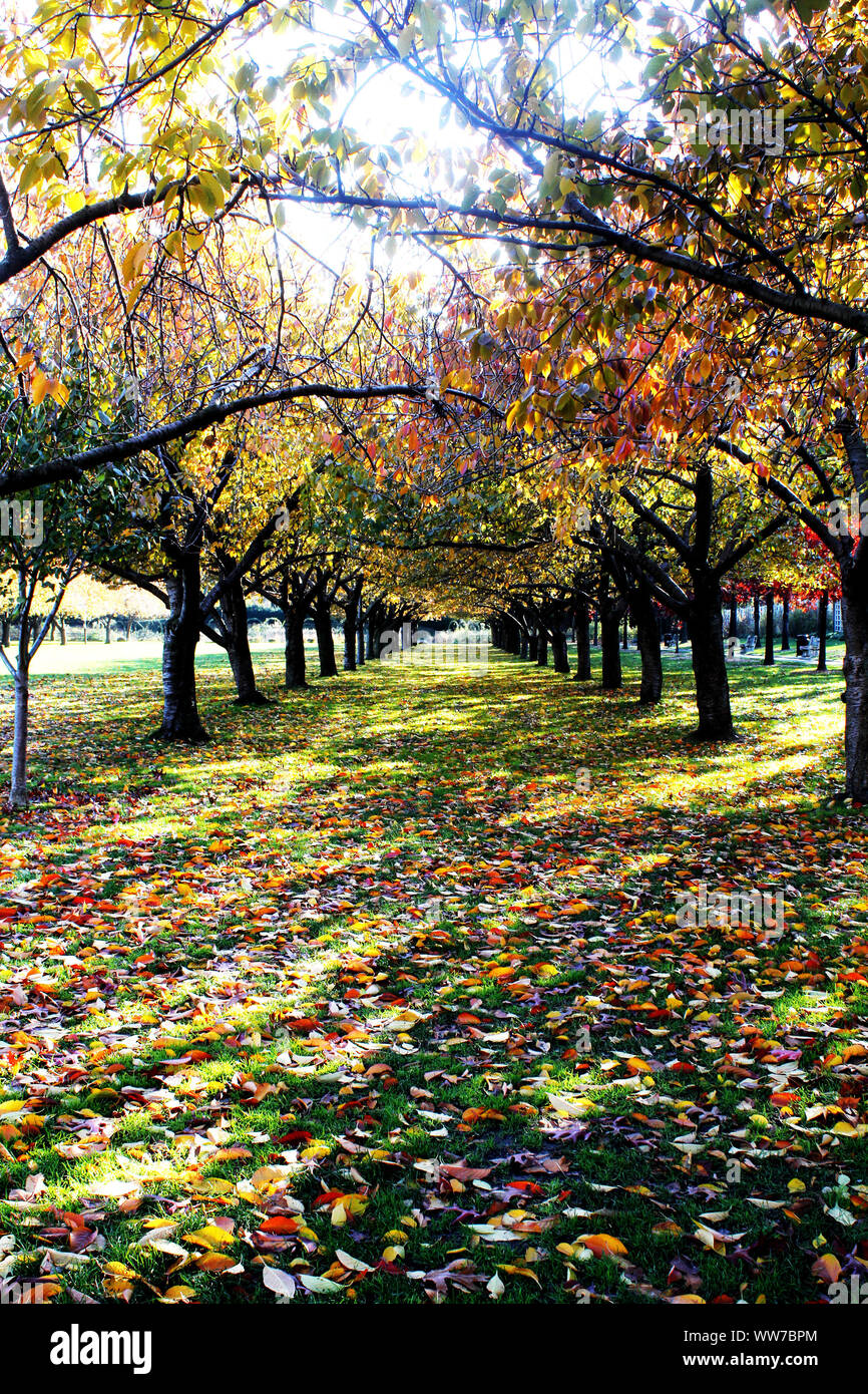 Autumn in Brooklyn Botanic Garden Stock Photo - Alamy