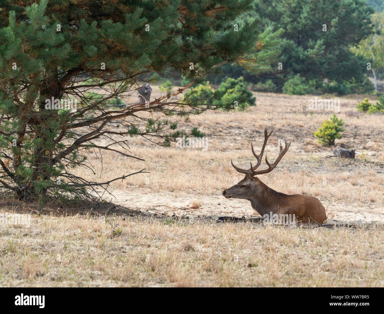fallow deer, dama dama, male, sitting in the grass Stock Photo - Alamy
