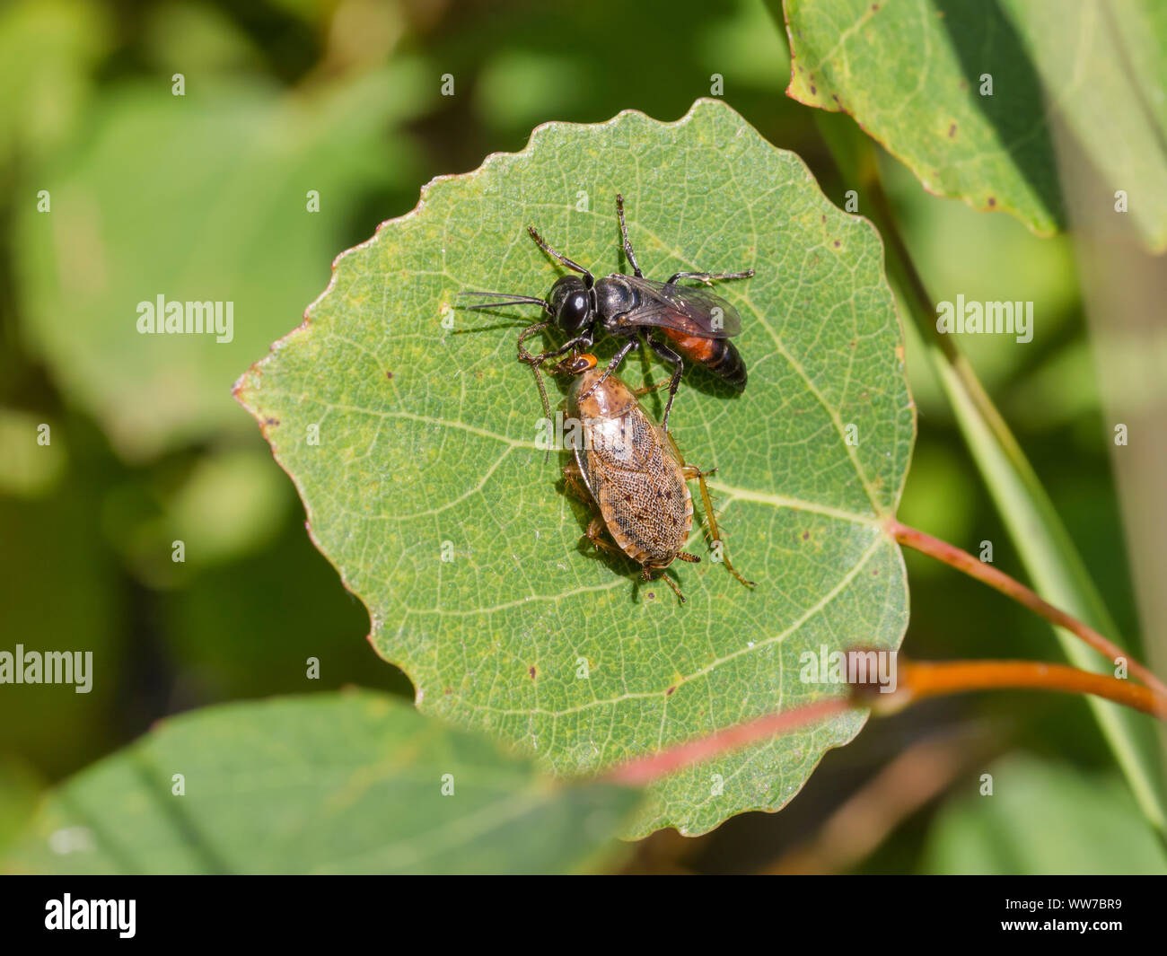 Grave wasp, Tachysphex obscuripennis, with prey Stock Photo - Alamy