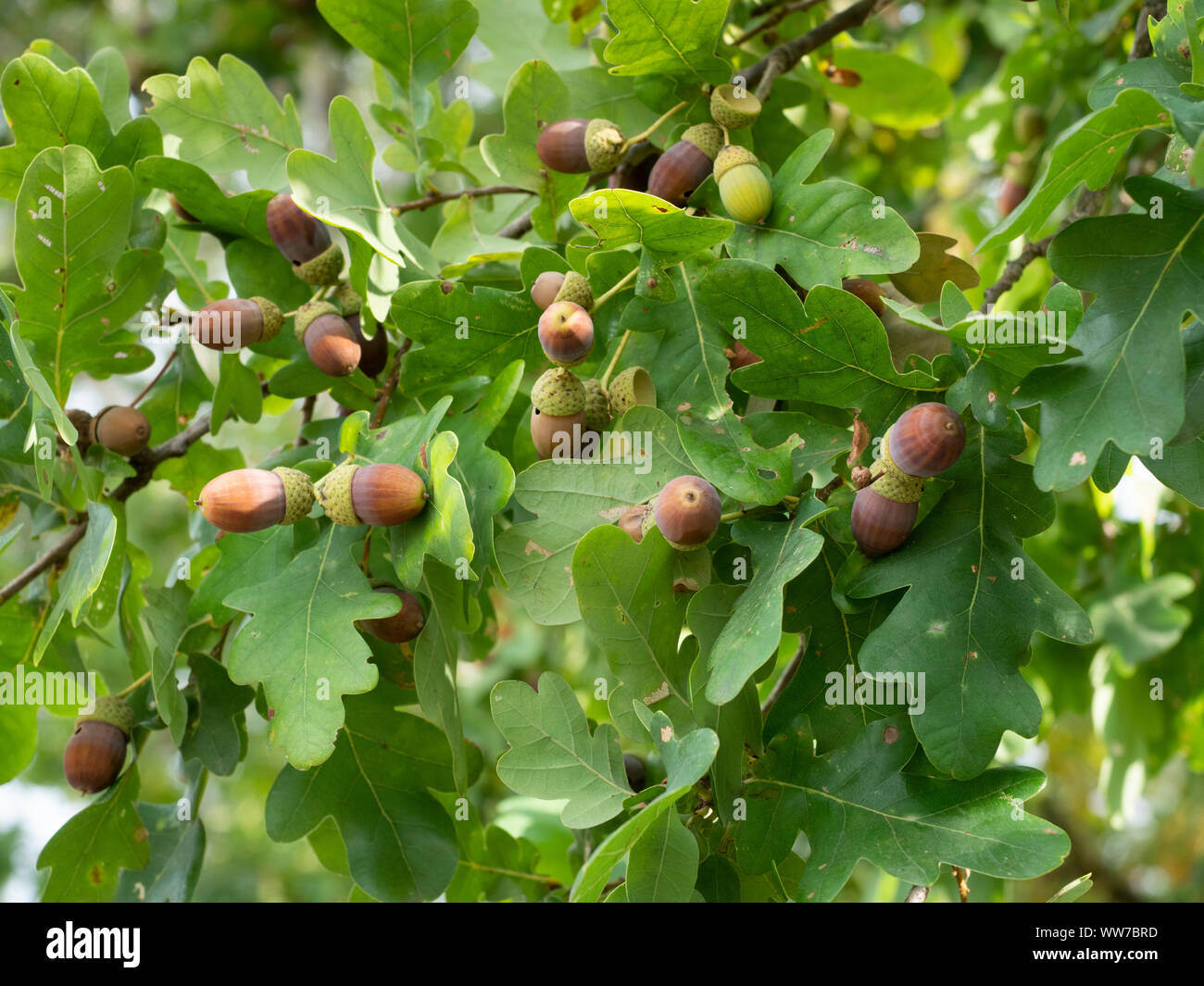 Oak fruit on a common oak, Quercus robur Stock Photo - Alamy