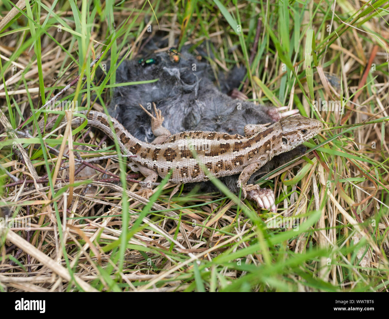Dead lizard hi-res stock photography and images - Alamy