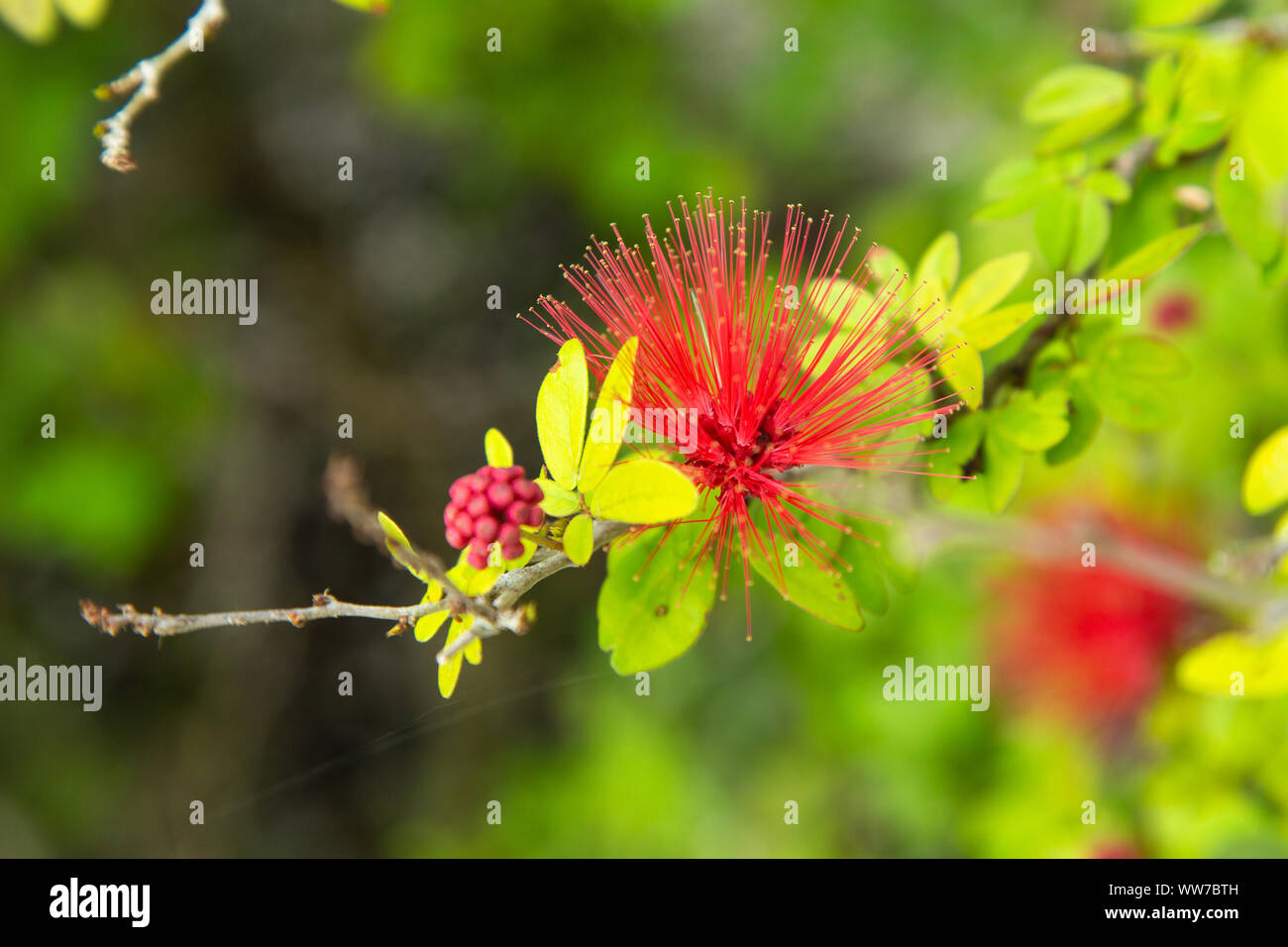 Raspberry like buds hi-res stock photography and images - Alamy
