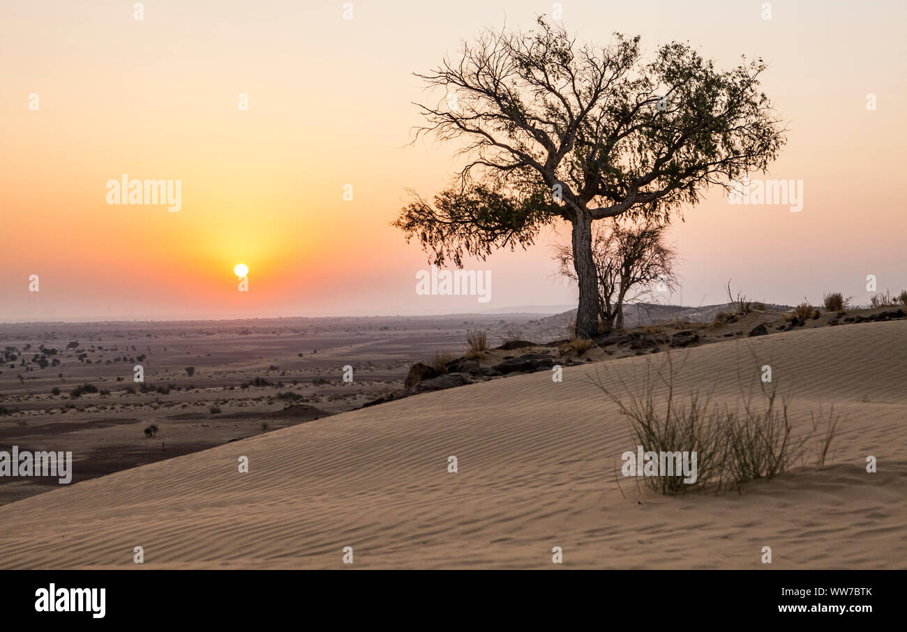A lone tree atop a hill with sand dunes on it as the sun rises over the ...